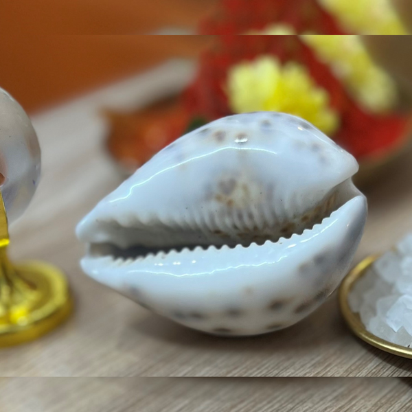Black & White Cowrie Shells (Kaudi/Gavvulu) – Pack of 2 for Pooja Ghar ...