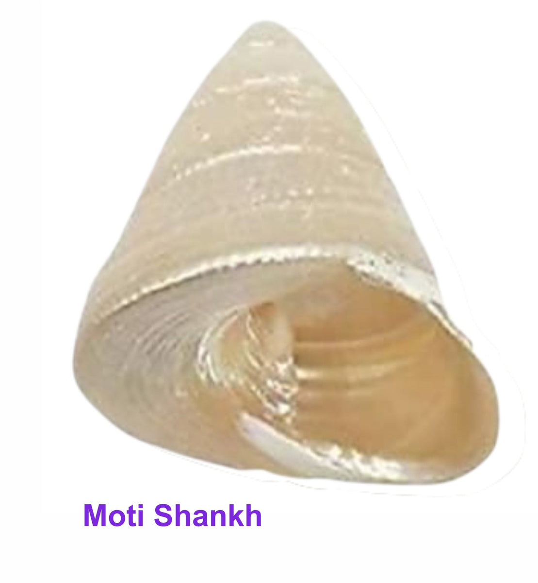 Devi Sri Guru ji Kit- Devil's Pod Nazar Kit- 2 Pcs Bala MUDI Yeda MUDI ...